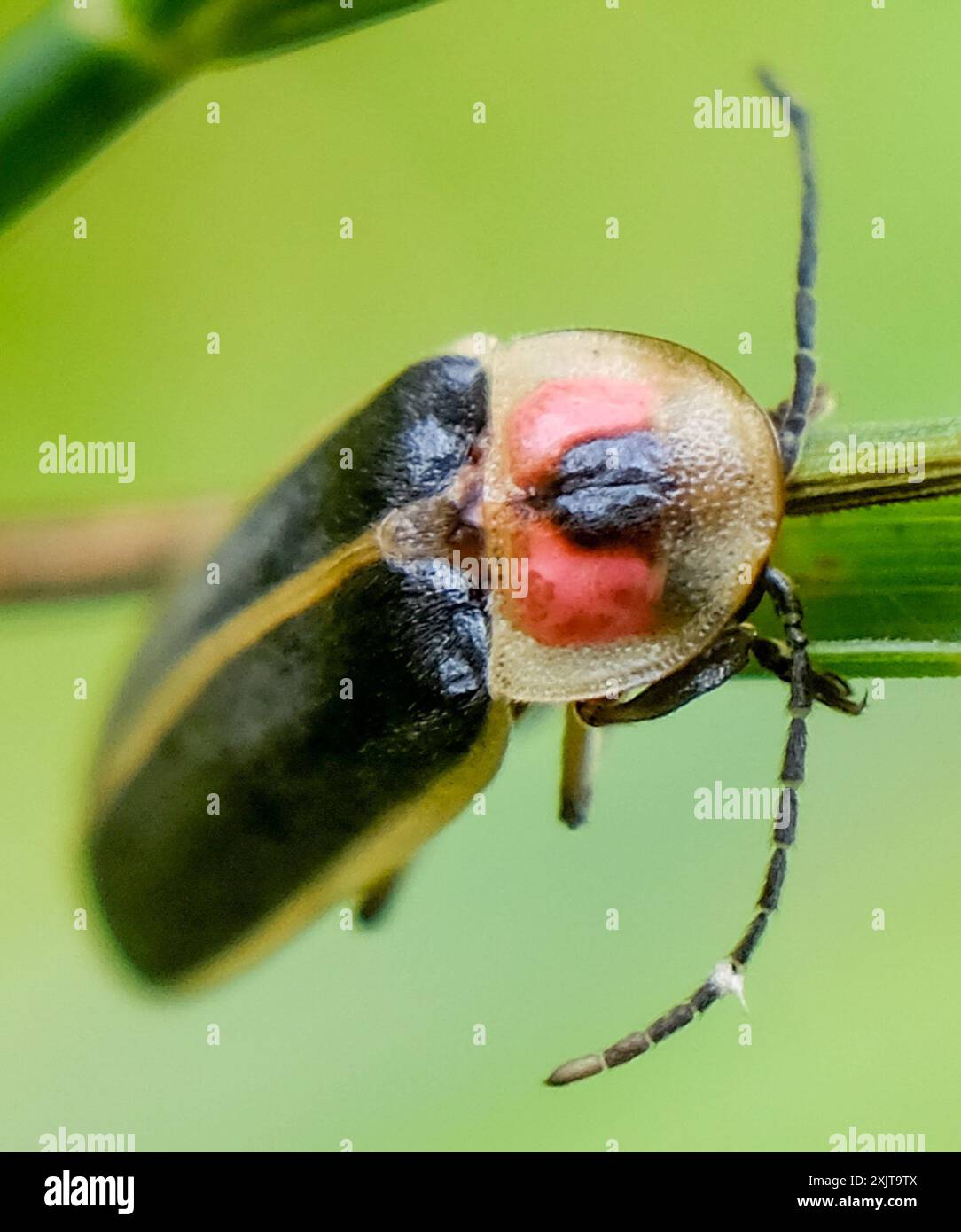 Common Eastern Firefly (Photinus pyralis) Insecta Stock Photo - Alamy