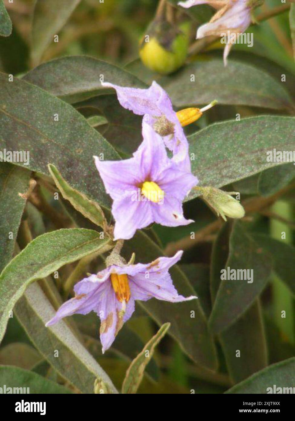 bitter-apple (Solanum campylacanthum) Plantae Stock Photo - Alamy