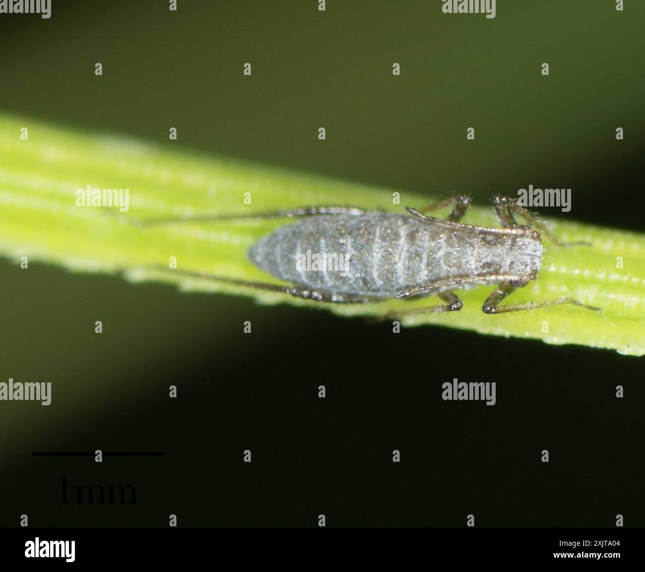 Pine Needle Aphids (Eulachnus) Insecta Stock Photo - Alamy