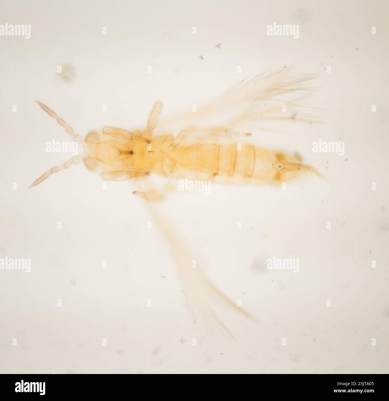 Chilli Thrips (Scirtothrips dorsalis) Insecta Stock Photo - Alamy