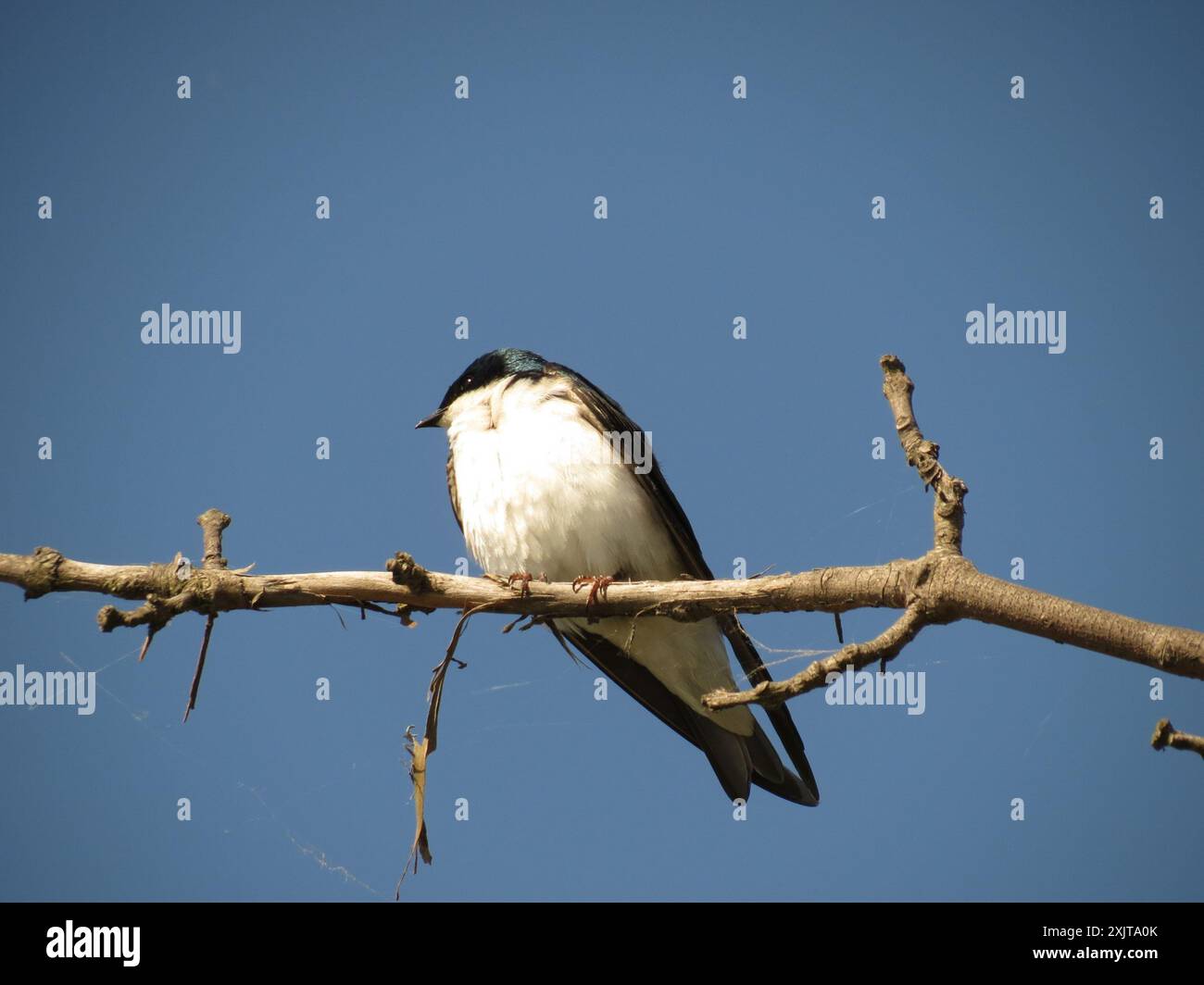 Tree Swallow (Tachycineta bicolor) Aves Stock Photo - Alamy