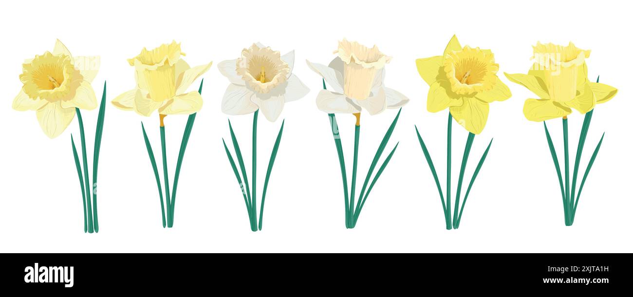 Vector set of yellow and white daffodils isolated on a white background ...