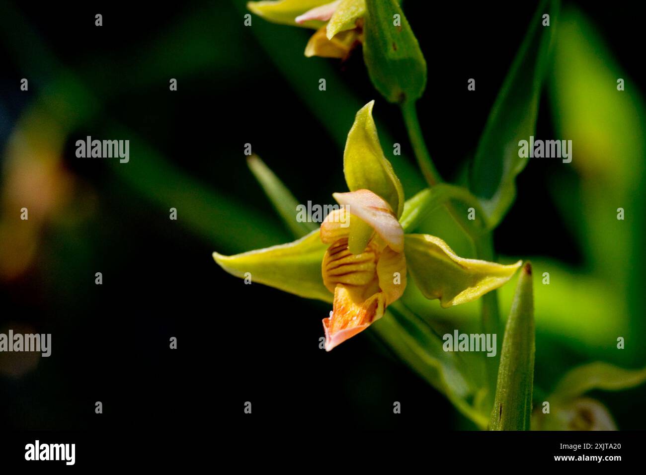 Stream Orchid (Epipactis gigantea) Plantae Stock Photo - Alamy