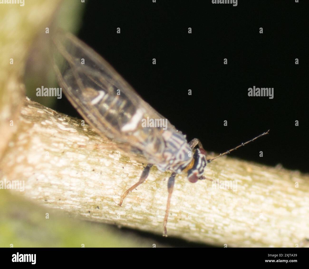 Potato Psyllid (Bactericera cockerelli) Insecta Stock Photo - Alamy