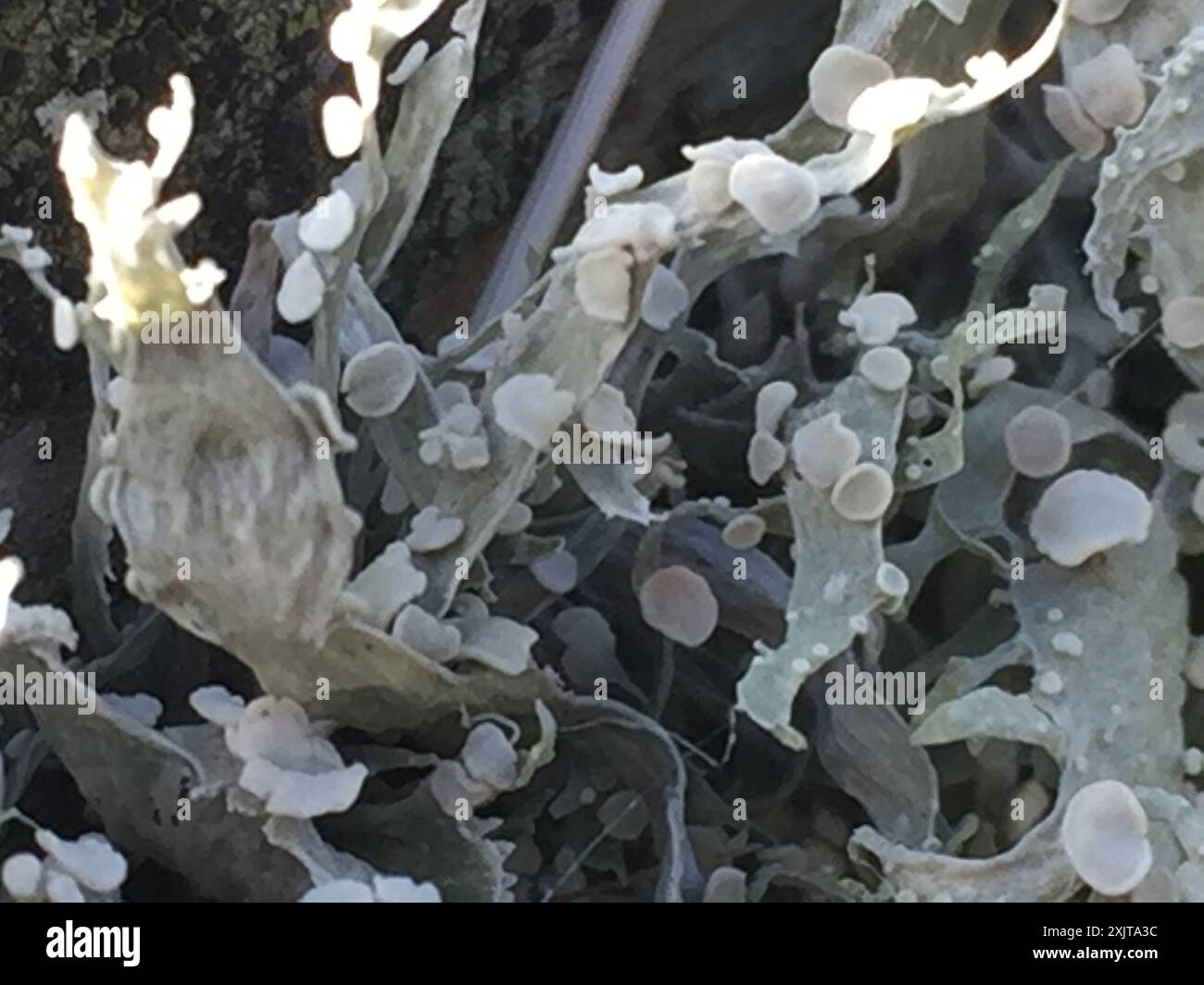 cartilage lichen (Ramalina celastri) Fungi Stock Photo - Alamy