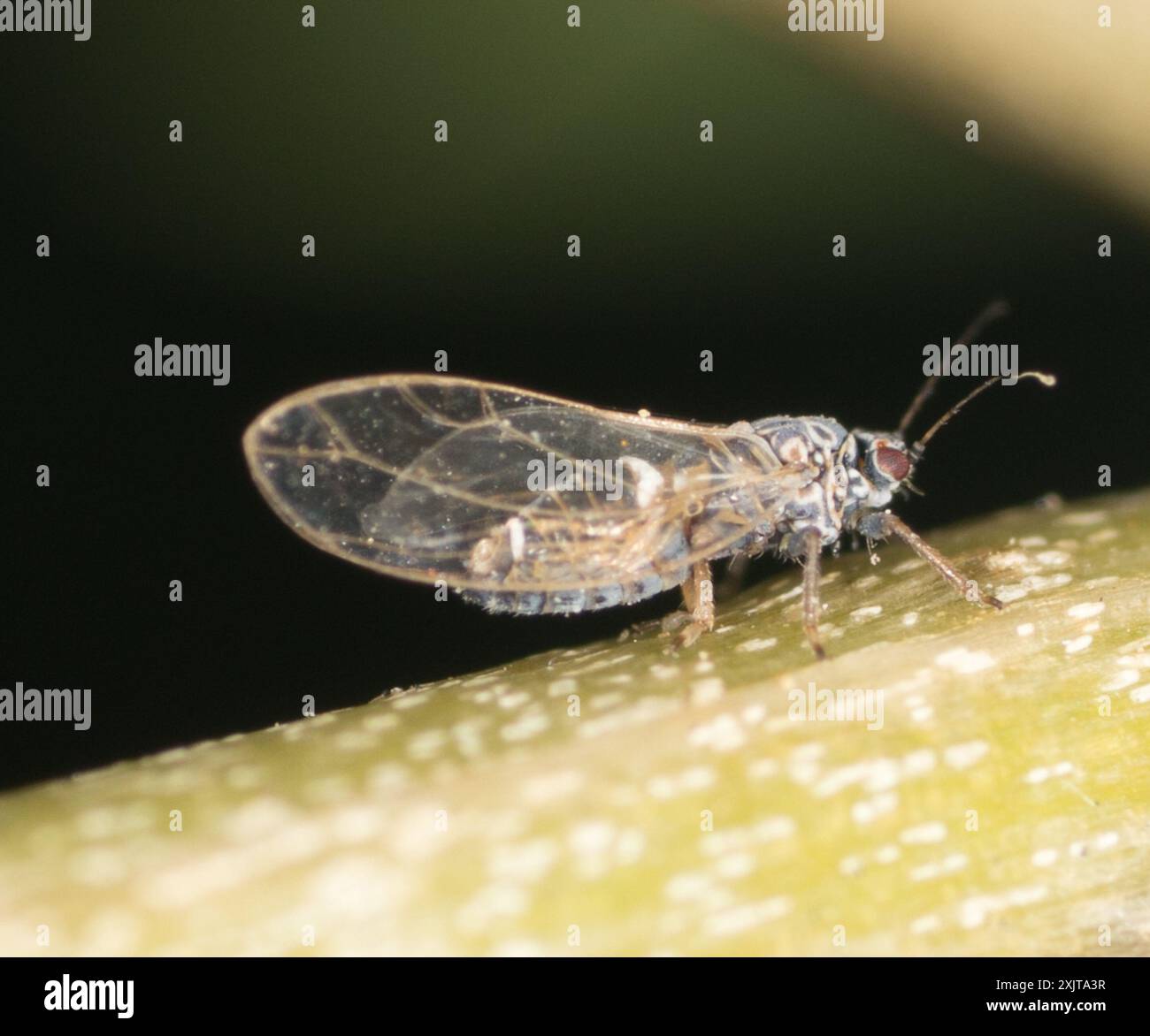 Potato Psyllid (Bactericera cockerelli) Insecta Stock Photo - Alamy