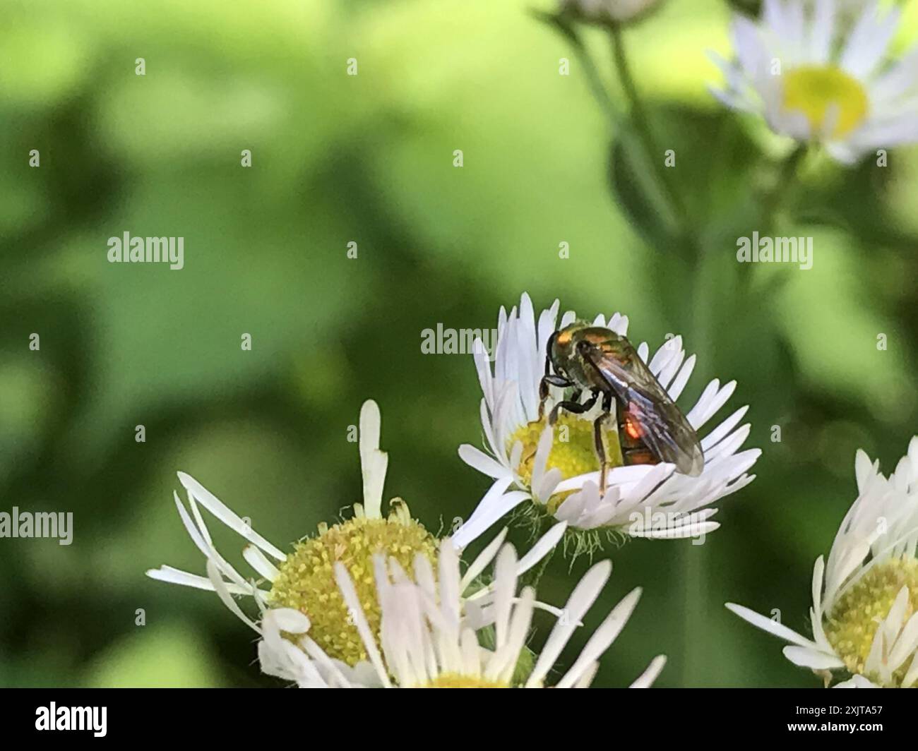 Pure Green Sweat bee (Augochlora pura) Insecta Stock Photo - Alamy