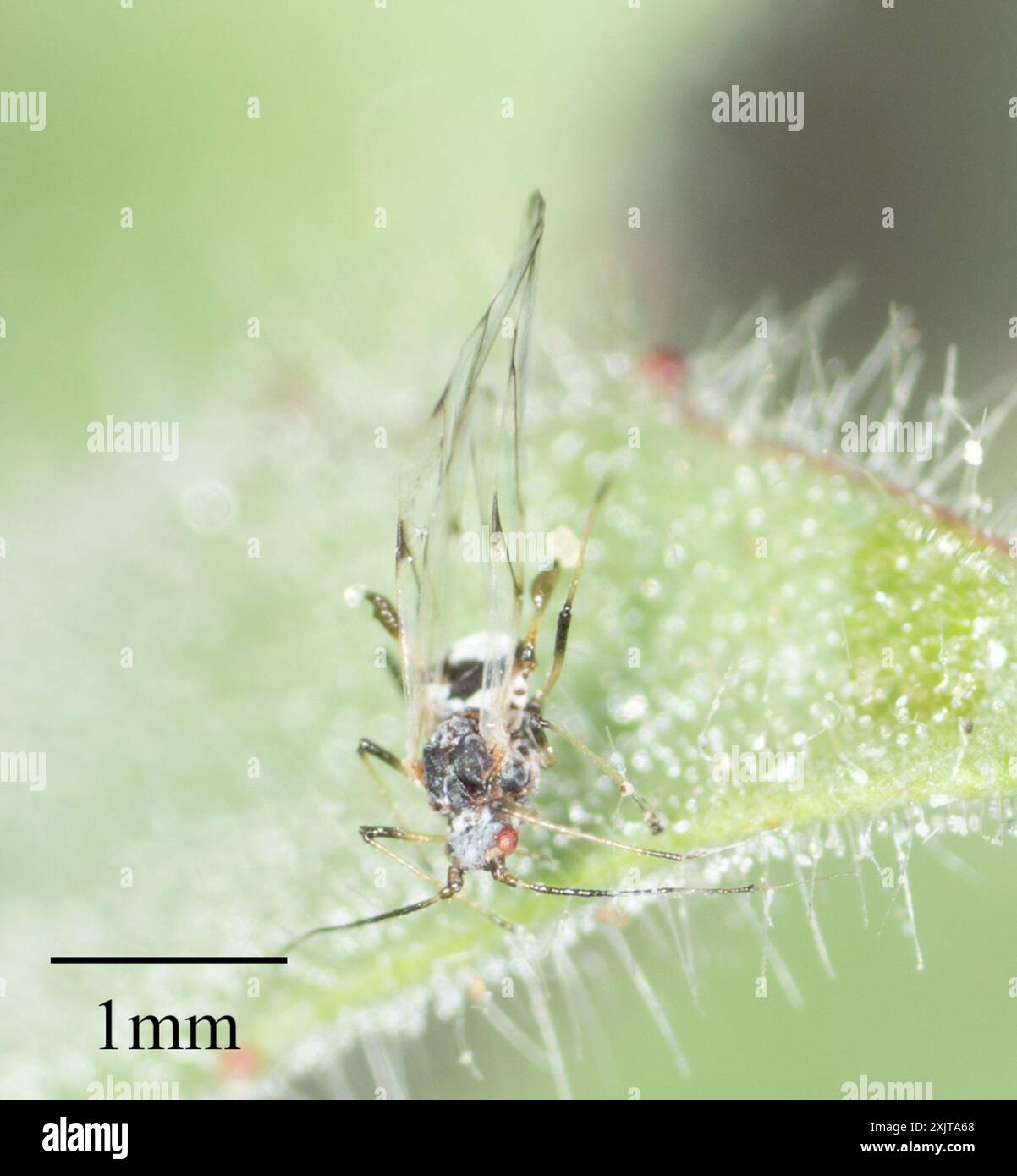 Mediterranean Mint Aphid (Eucarazzia elegans) Insecta Stock Photo - Alamy