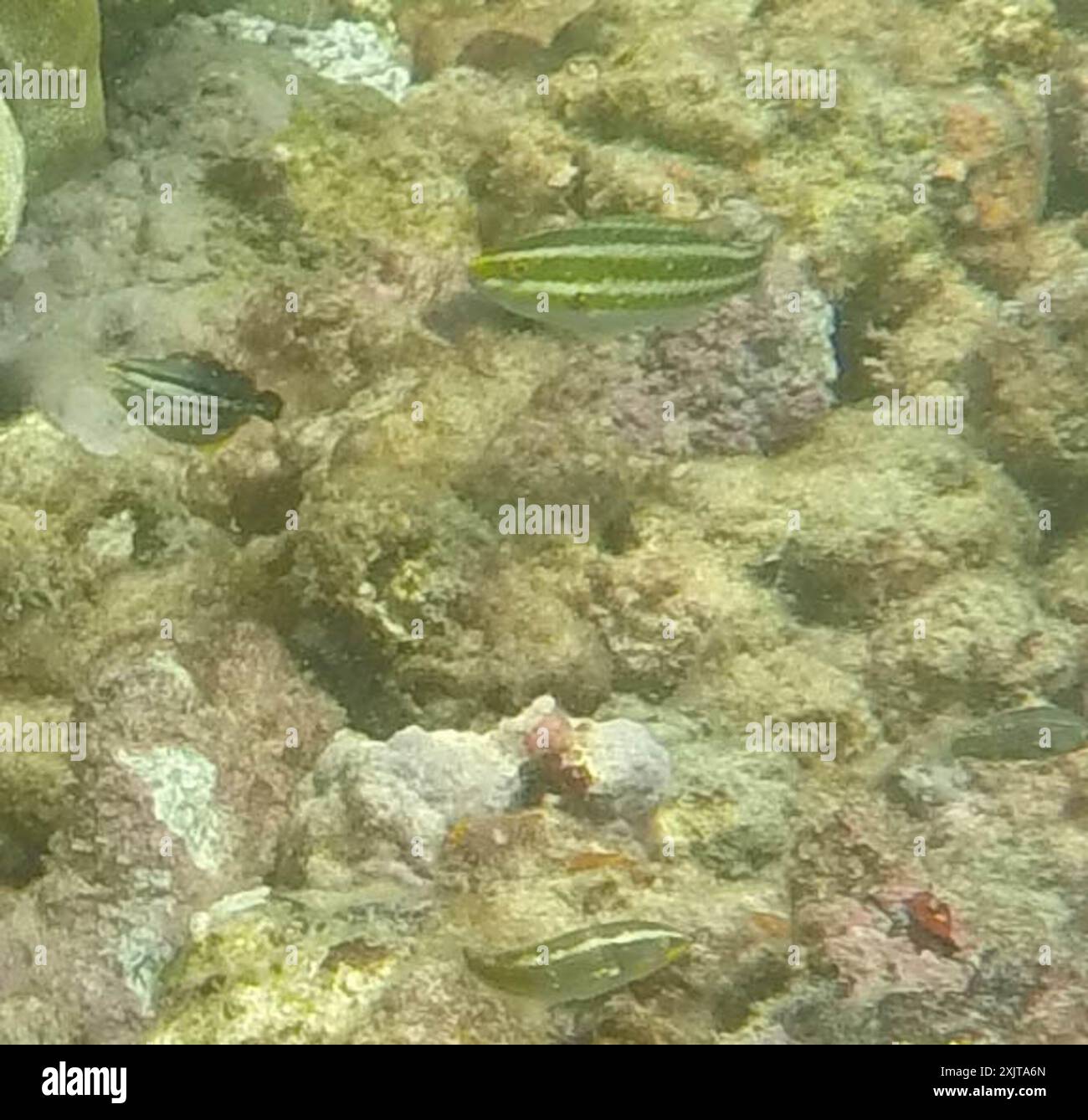 Parrotfishes (Scarini) Actinopterygii Stock Photo - Alamy