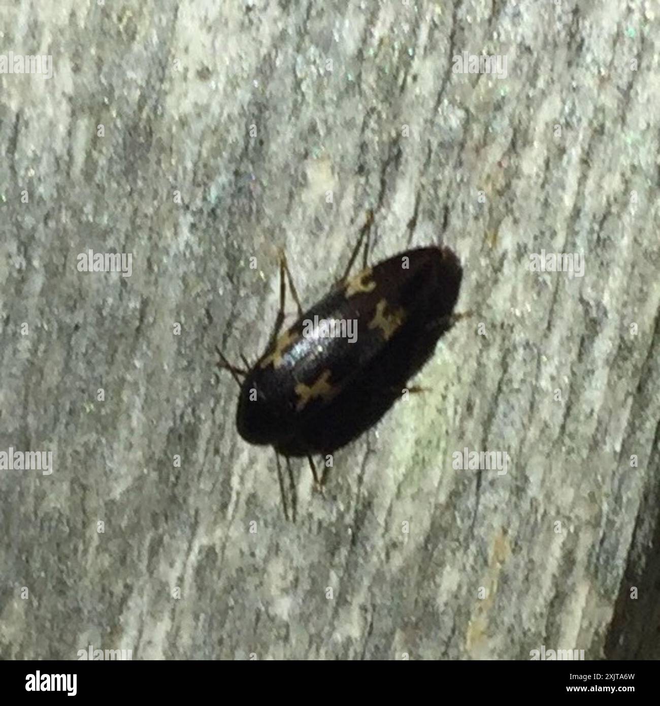 Dircaea hi-res stock photography and images - Alamy