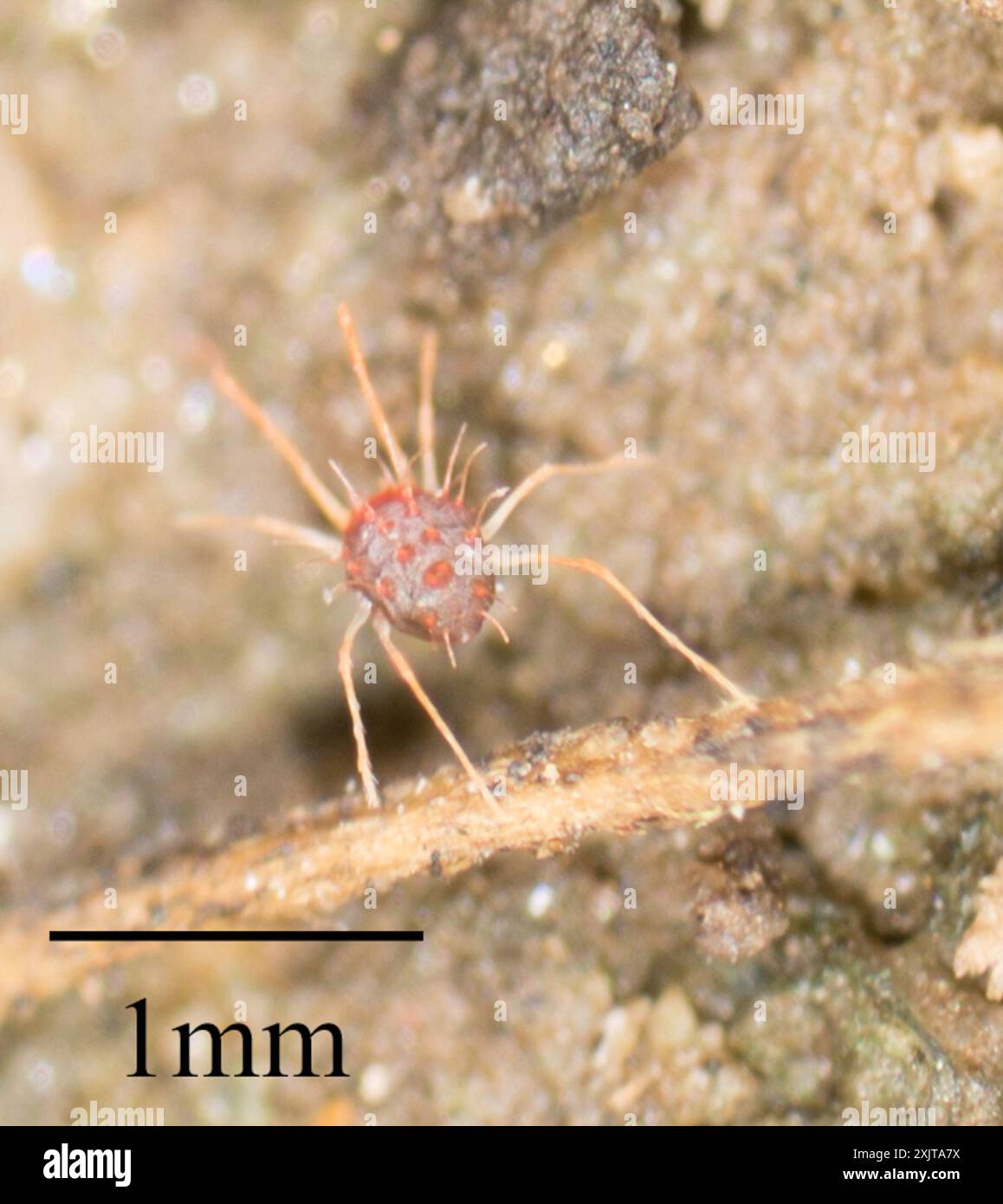 Mites and Ticks (Acari) Arachnida Stock Photo - Alamy