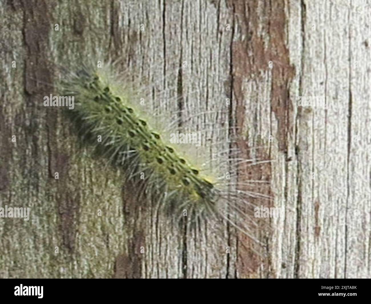 Fall Webworm Moth (Hyphantria cunea) Insecta Stock Photo - Alamy