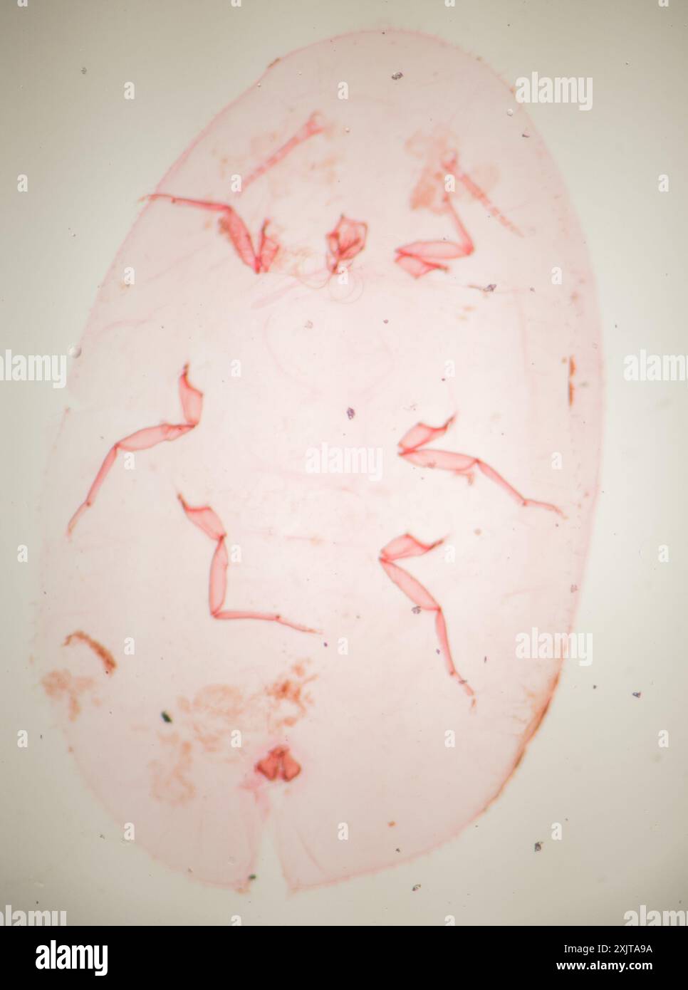 Soft scales (Coccidae) Insecta Stock Photo - Alamy