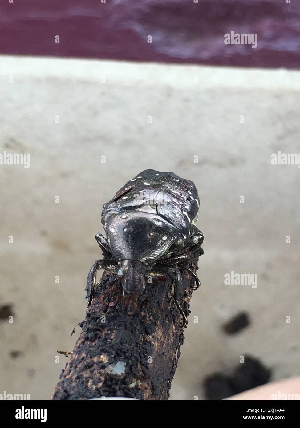 Mango Flower Beetle (Protaetia fusca) Insecta Stock Photo - Alamy