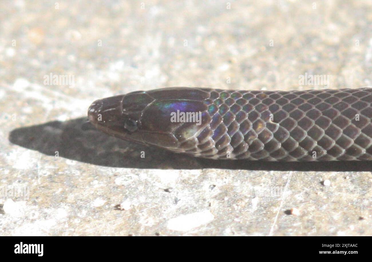 Cantor's Dwarf Reed Snake (Pseudorabdion longiceps) Reptilia Stock ...