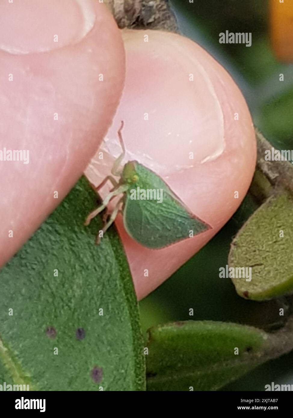 Torpedo Bug (Siphanta acuta) Insecta Stock Photo - Alamy