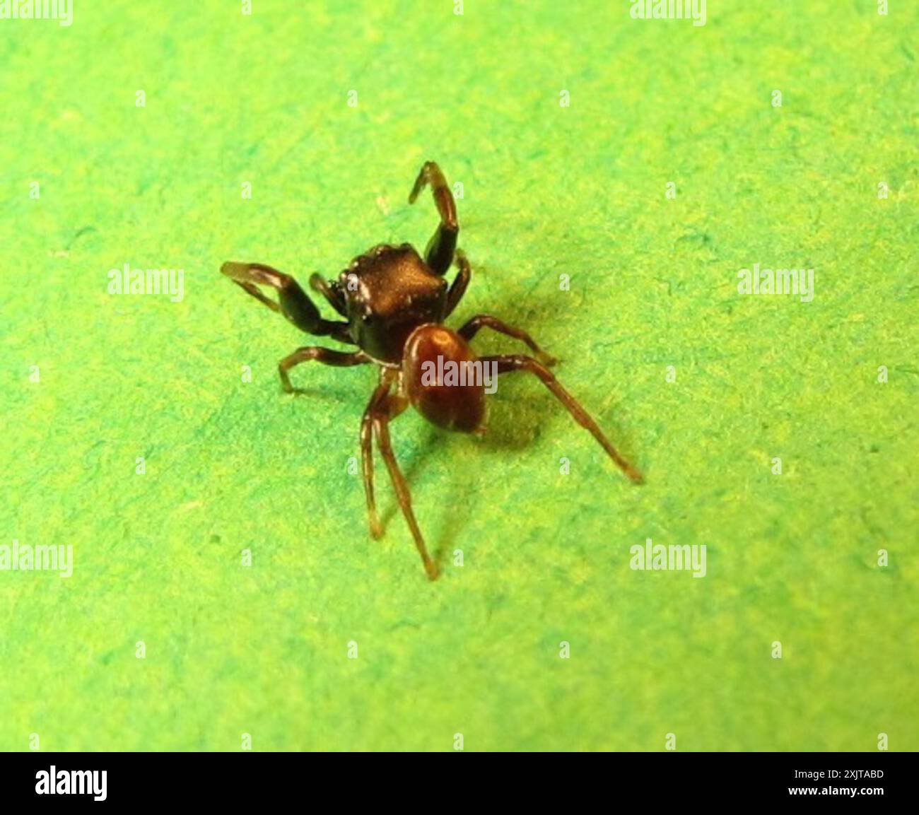 Zygoballus sexpunctatus hi-res stock photography and images - Alamy