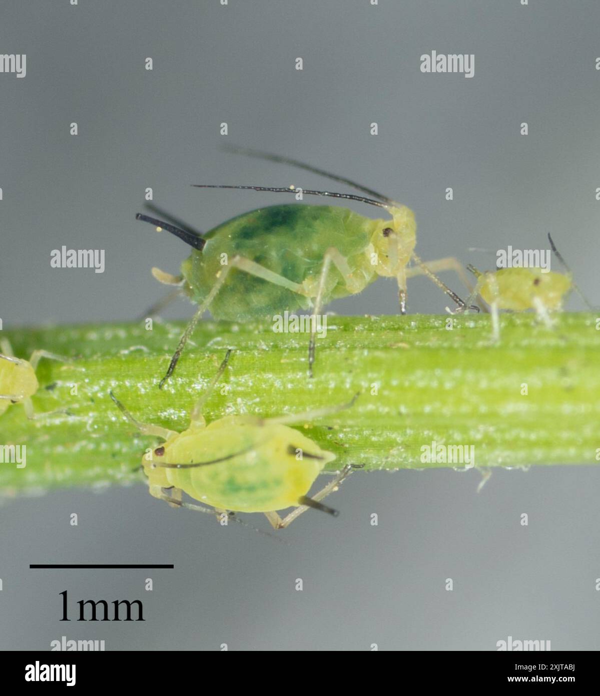 Tupelo-blackjack Aphid (Aphis coreopsidis) Insecta Stock Photo - Alamy