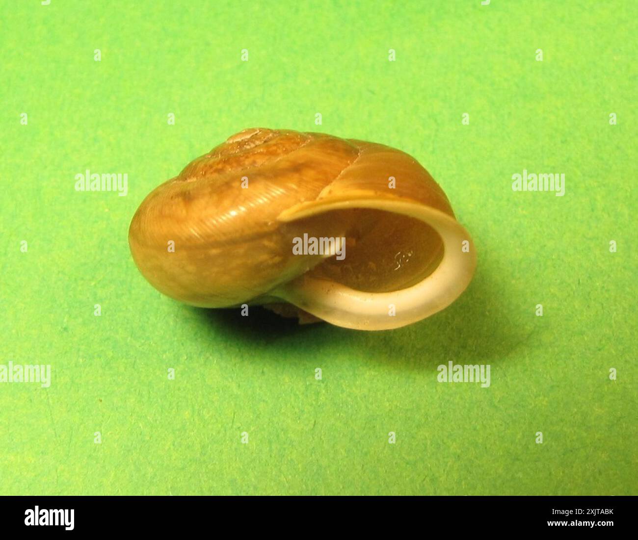 Mesodon thyroidus hi-res stock photography and images - Alamy