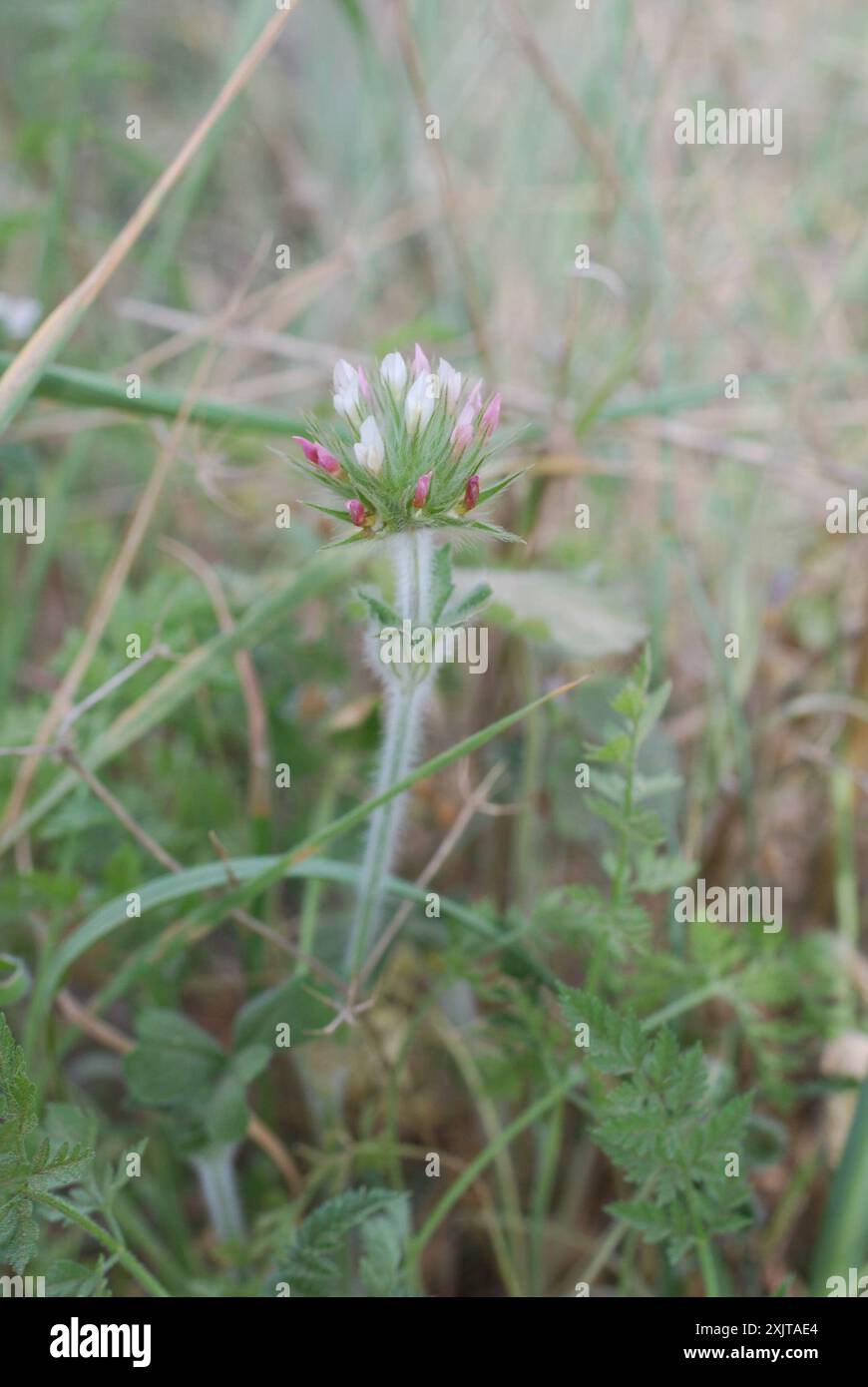Star Clover (Trifolium stellatum) Plantae Stock Photo - Alamy