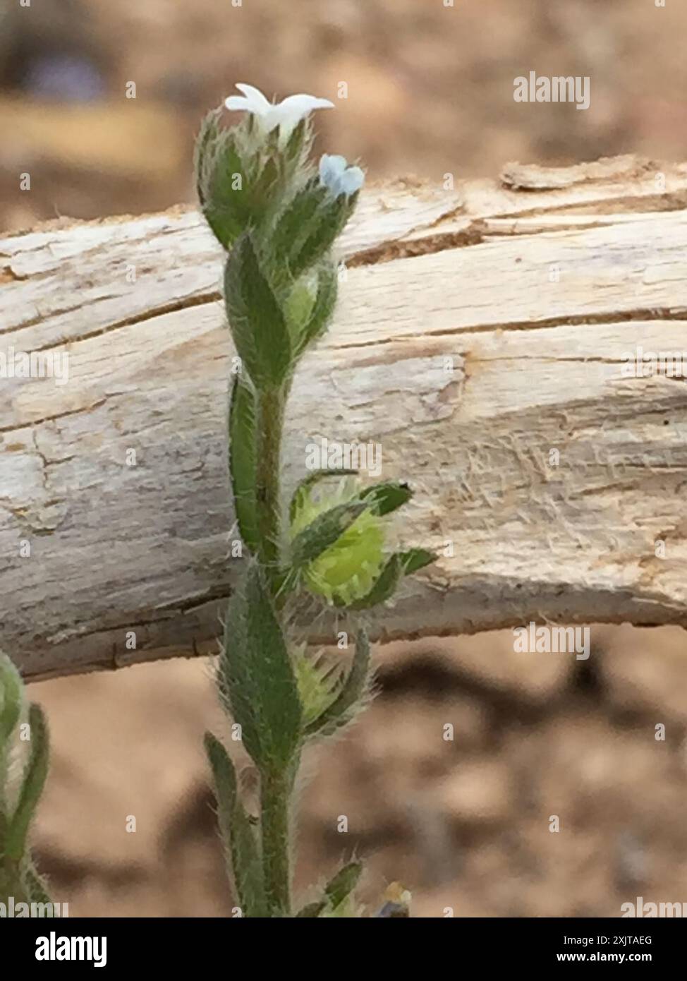 Flatspine Stickseed (Lappula occidentalis) Plantae Stock Photo - Alamy