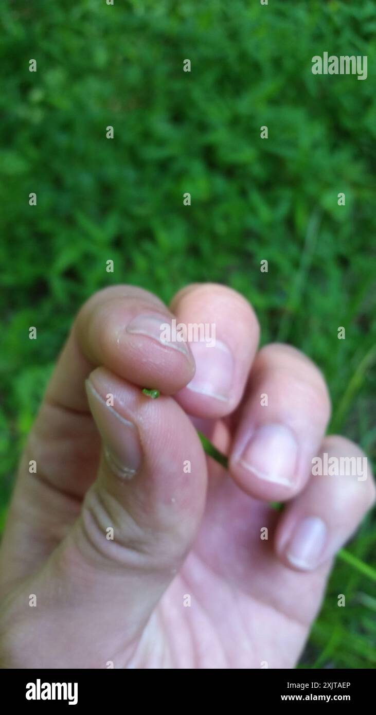 common Canadian meadow garlic (Allium canadense canadense) Plantae ...