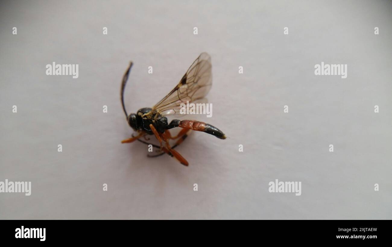 Common Hover Fly Parasitoid Wasp (Diplazon laetatorius) Insecta Stock ...