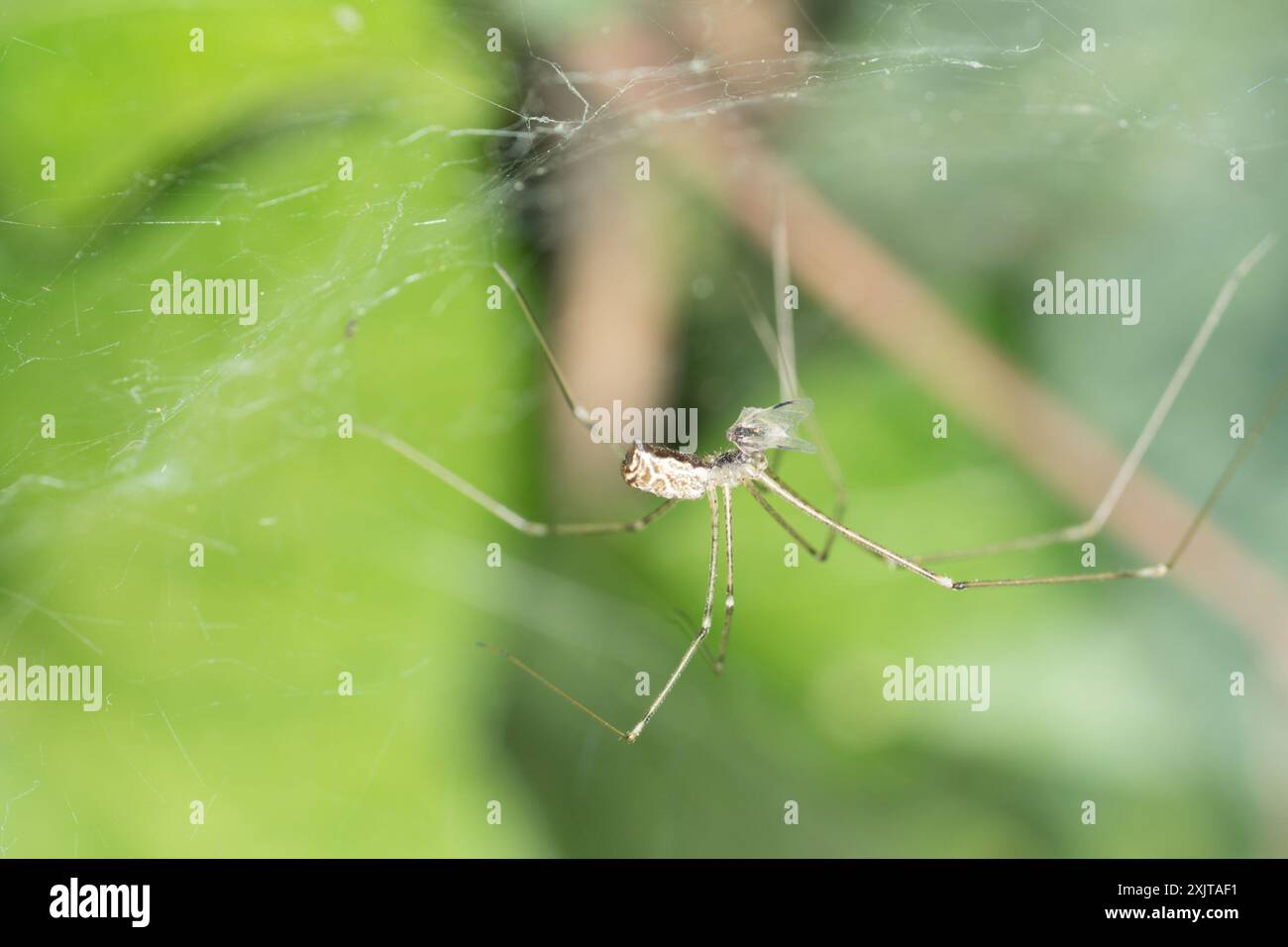 Marbled Cellar Spider (Holocnemus pluchei) Arachnida Stock Photo - Alamy