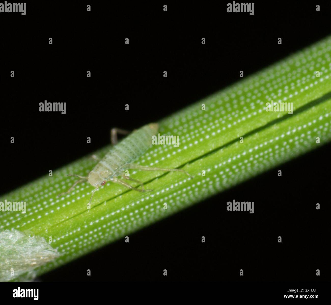 Pine Needle Aphids (Eulachnus) Insecta Stock Photo - Alamy