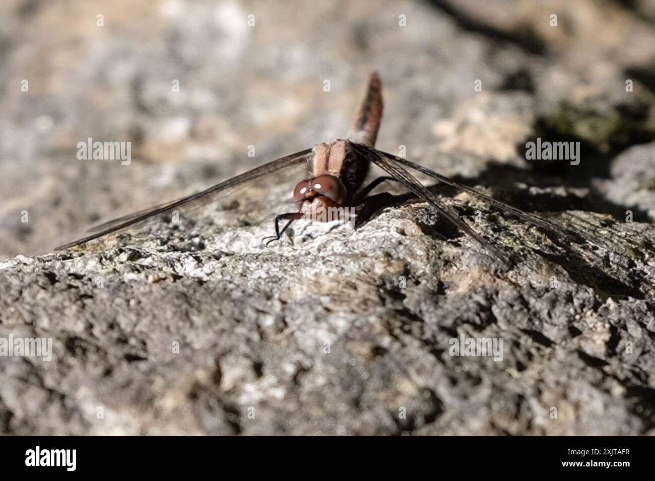 Chalk-fronted Corporal (Ladona julia) Insecta Stock Photo - Alamy