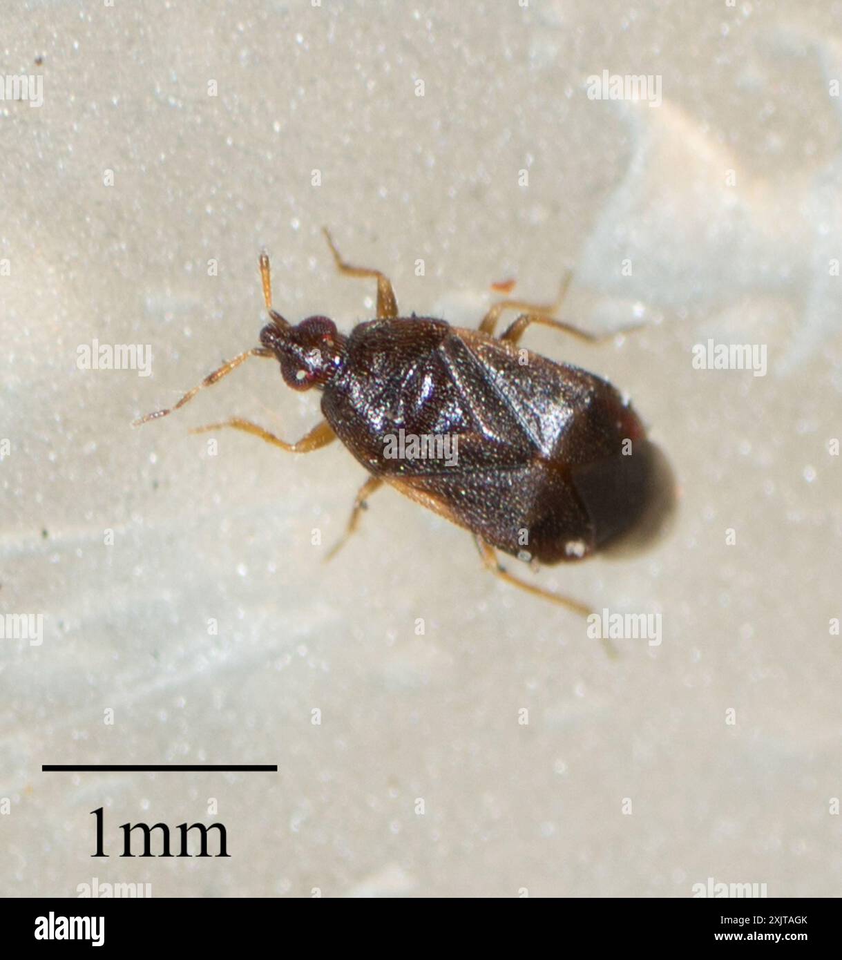 Anthocoridae hi-res stock photography and images - Alamy