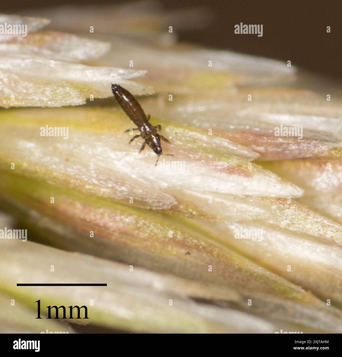 Thrips (Thysanoptera) Insecta Stock Photo - Alamy