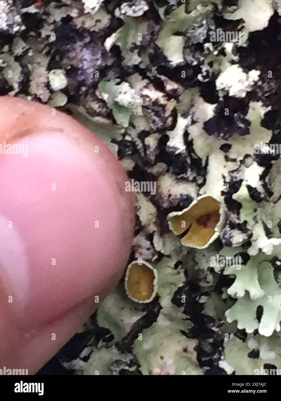 Ruffle Lichens (Parmotrema) Fungi Stock Photo - Alamy