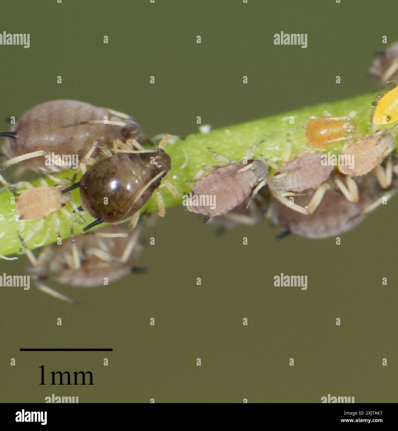 Cowpea Aphid (Aphis craccivora) Insecta Stock Photo - Alamy