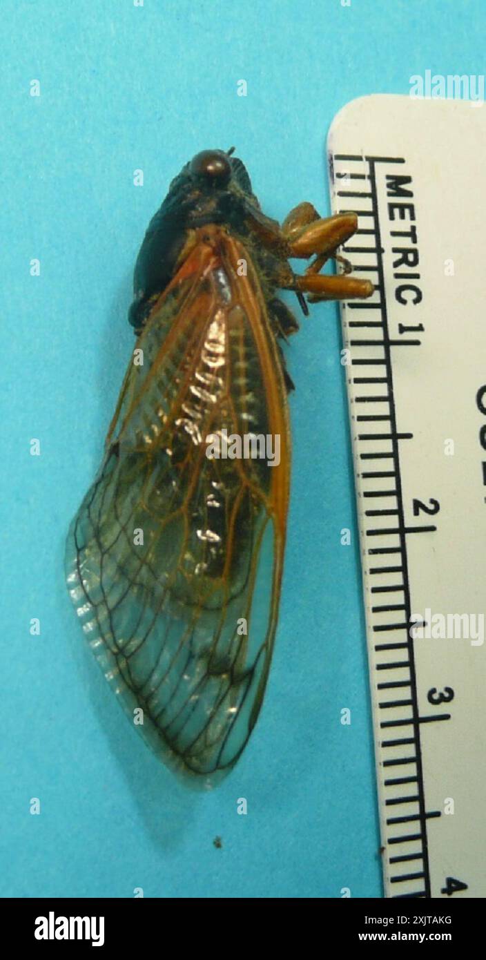 Little 13-Year Cicada (Magicicada tredecula) Insecta Stock Photo - Alamy