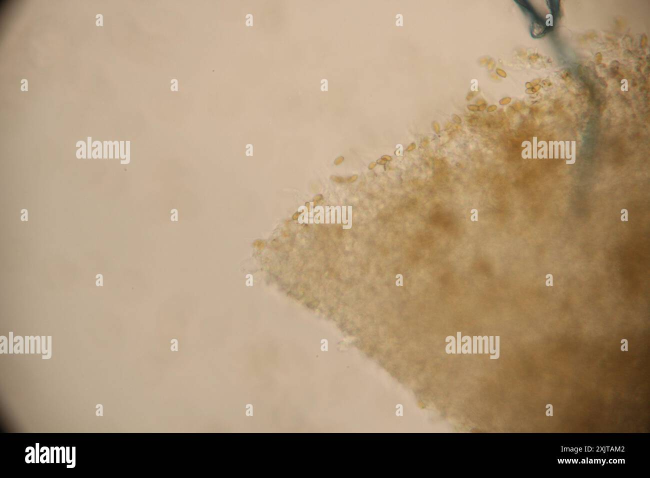 Pholiotina rugosa hi-res stock photography and images - Alamy