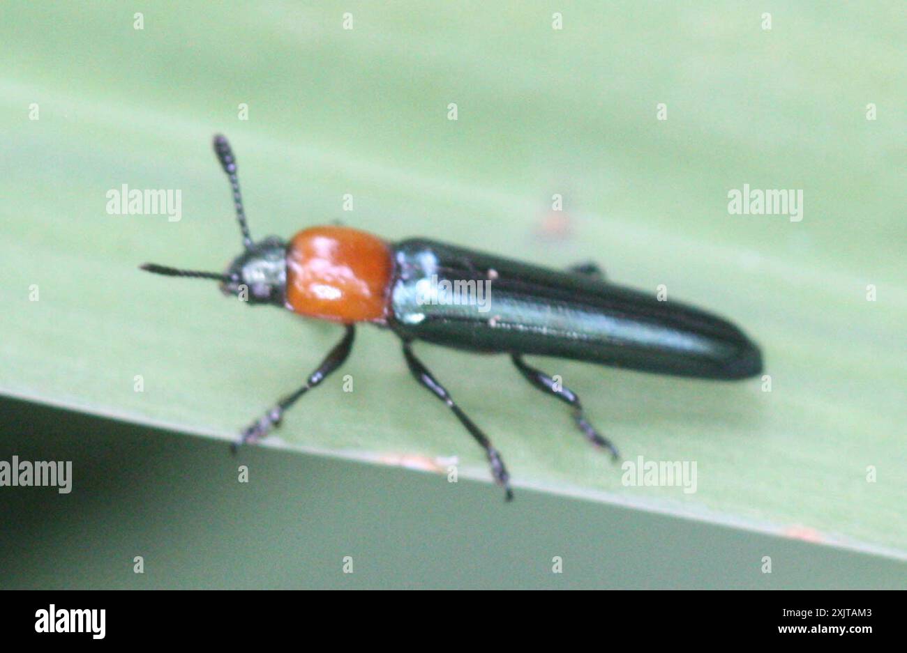 Lizard Beetles (Languriini) Insecta Stock Photo - Alamy