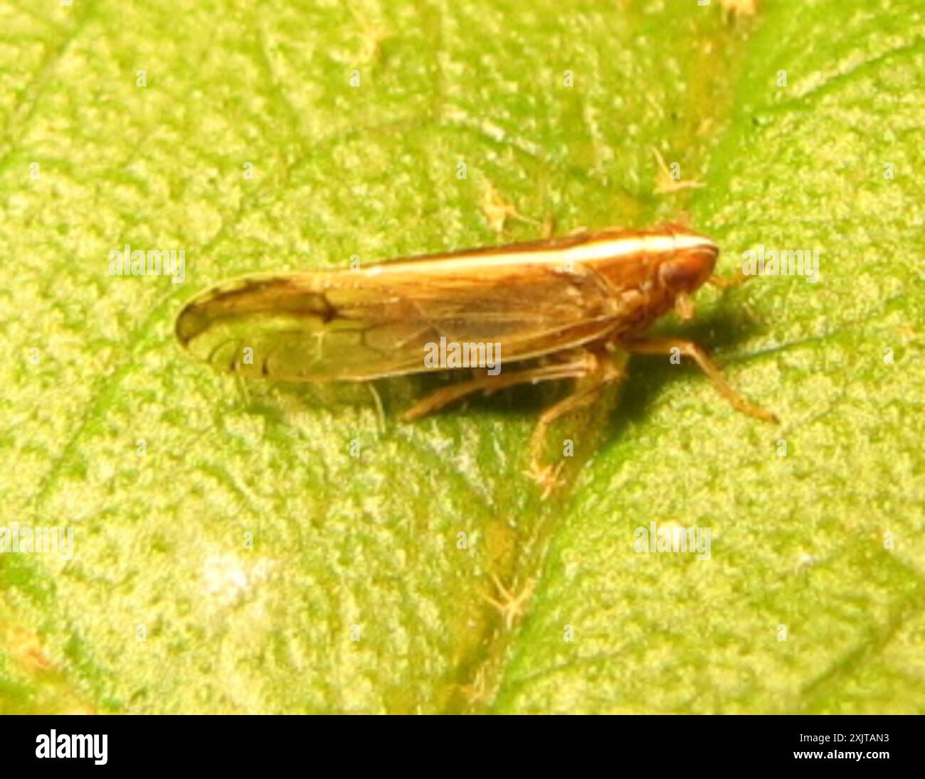 (Stenocranus dorsalis) Insecta Stock Photo - Alamy