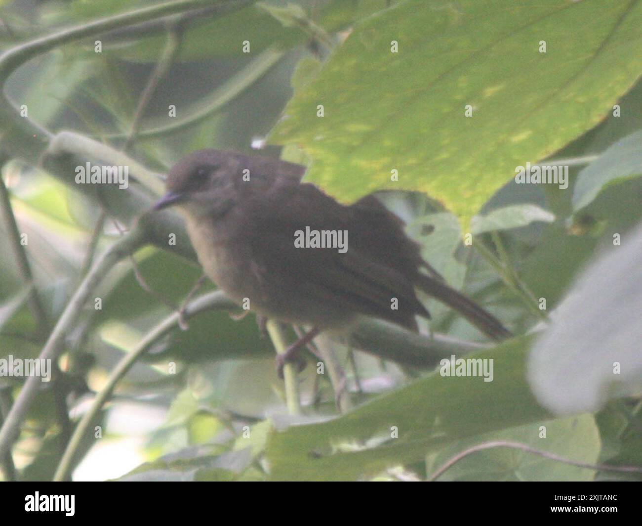 Olive-winged Bulbul (Pycnonotus plumosus) Aves Stock Photo - Alamy