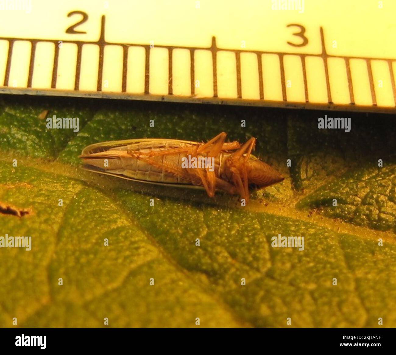 Sharp-headed Sharpshooter (Draeculacephala robinsoni) Insecta Stock ...