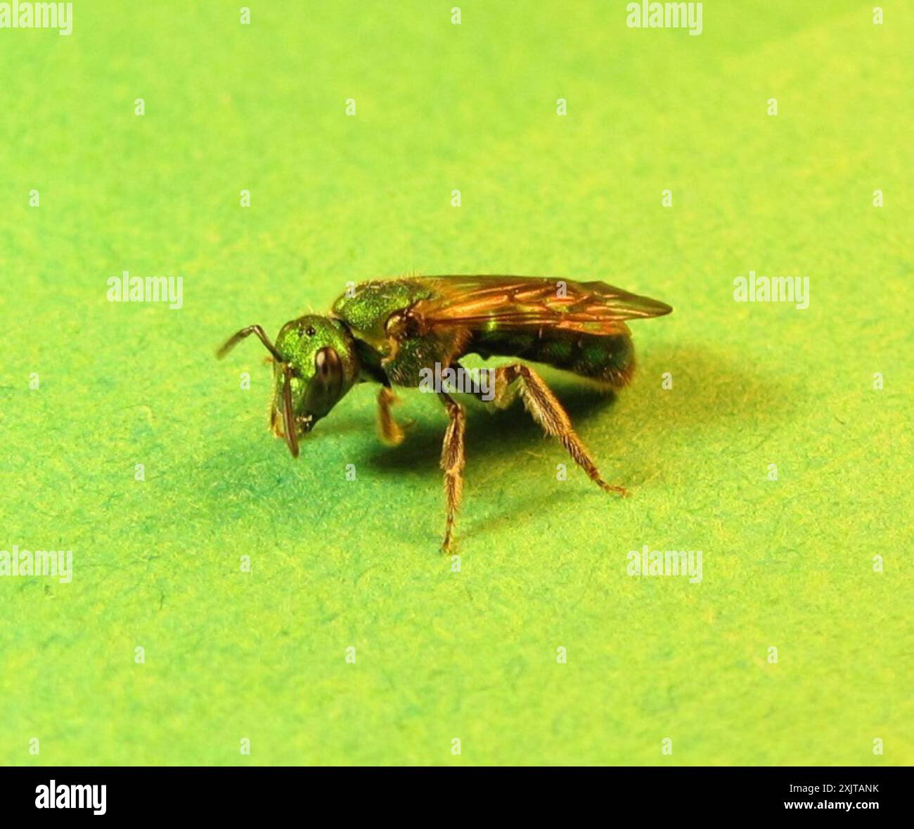 Augochlora pure hi-res stock photography and images - Alamy