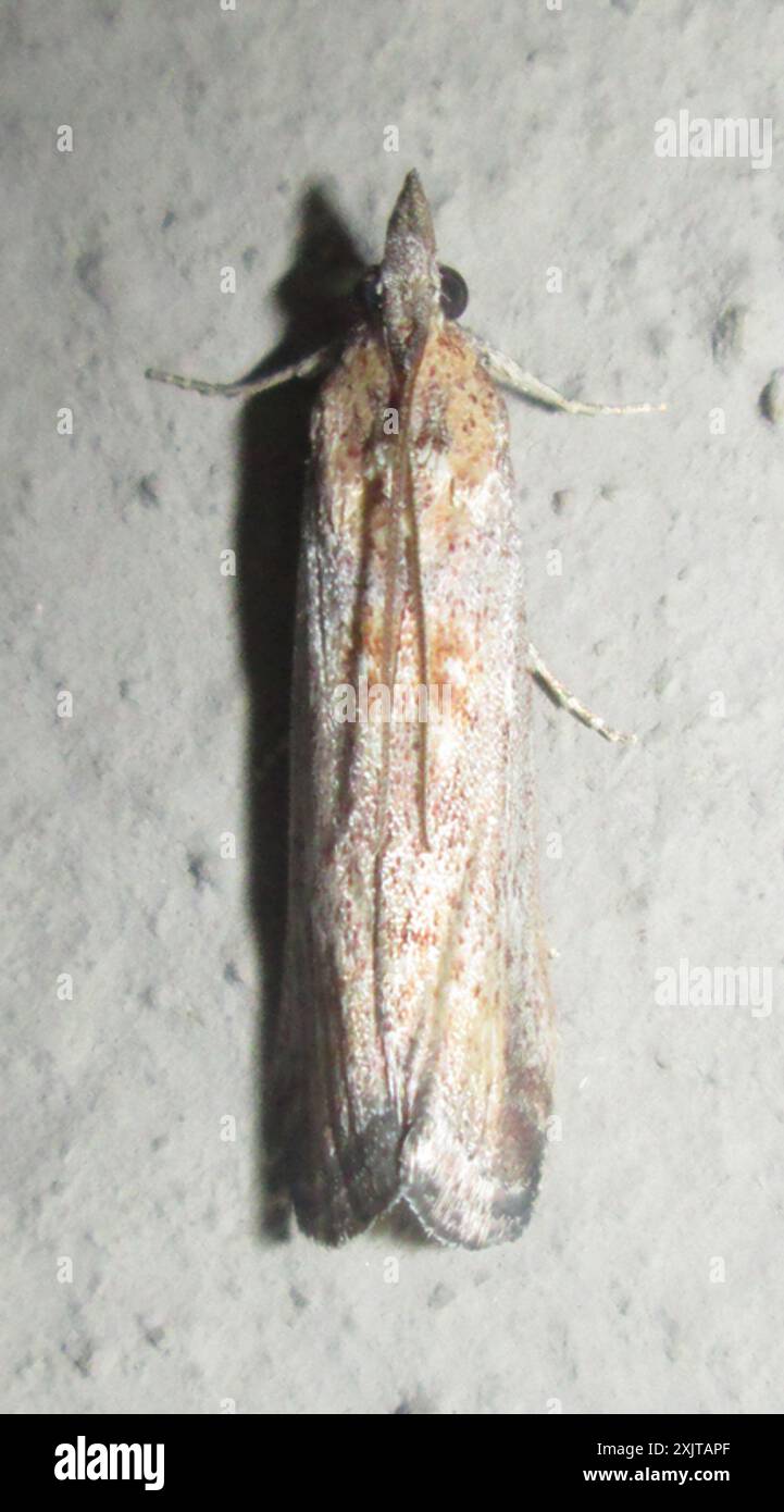 Knot-horn Moths (Phycitinae) Insecta Stock Photo - Alamy