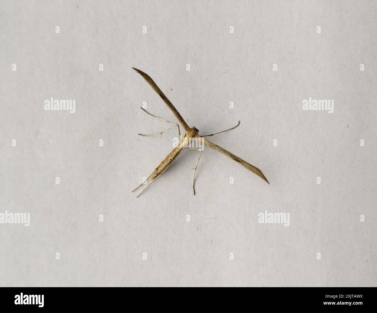Morning-glory Plume Moth (Emmelina monodactyla) Insecta Stock Photo - Alamy