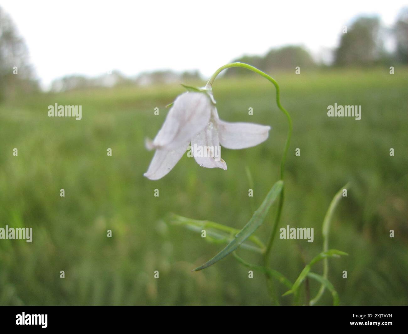 Marsh Bellflower (Campanula aparinoides) Plantae Stock Photo - Alamy