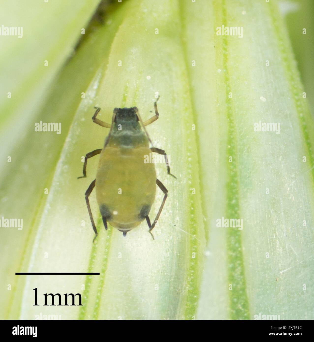 Corn Leaf Aphid (Rhopalosiphum maidis) Insecta Stock Photo - Alamy