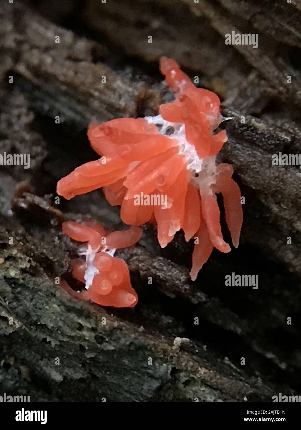 Red Raspberry Slime Mold (Tubifera ferruginosa) Protozoa Stock Photo ...