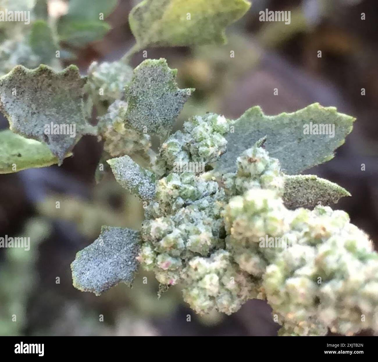 Common Lambsquarters (Chenopodium album) Plantae Stock Photo - Alamy