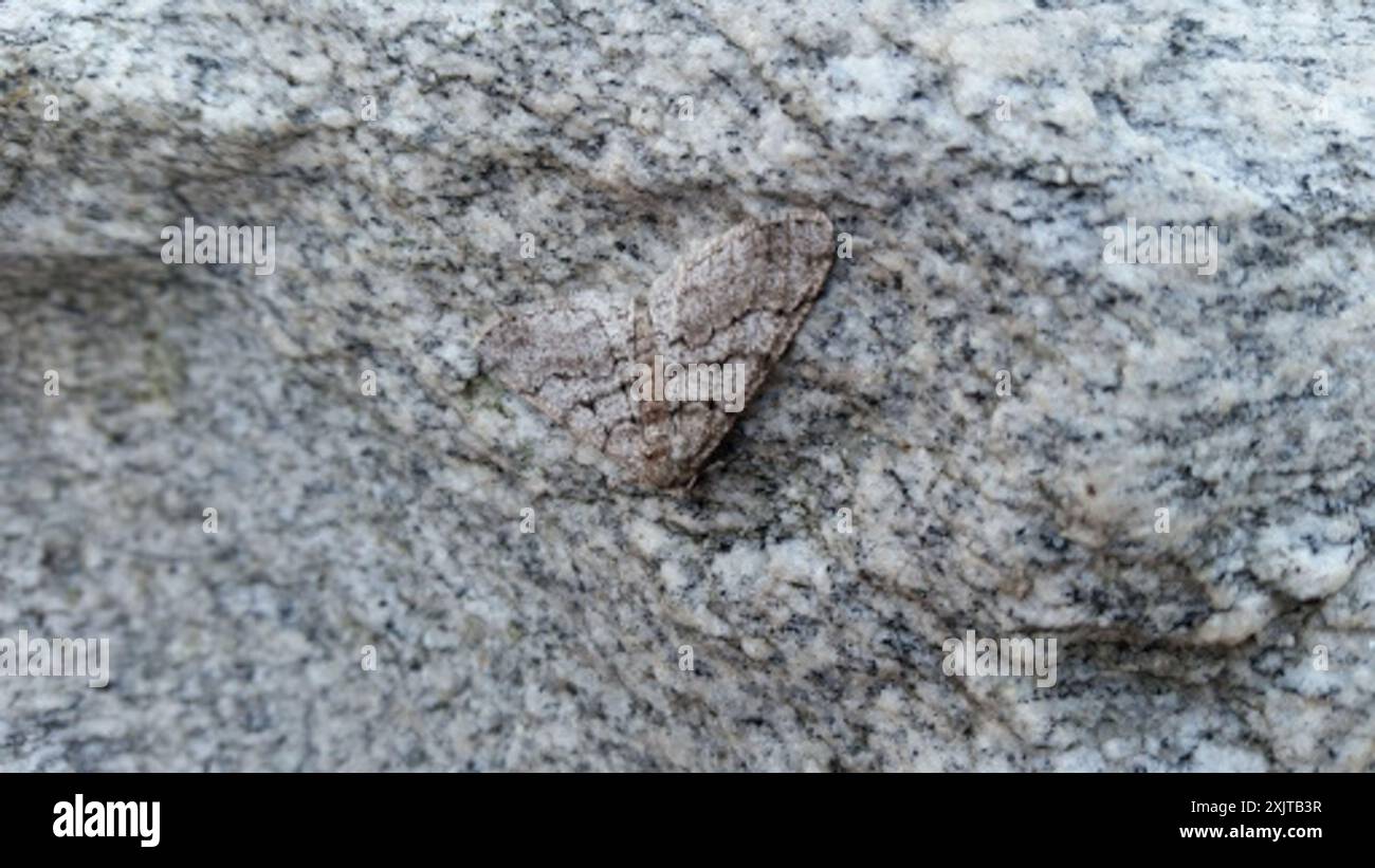 Half-wing Moth (Phigalia titea) Insecta Stock Photo - Alamy