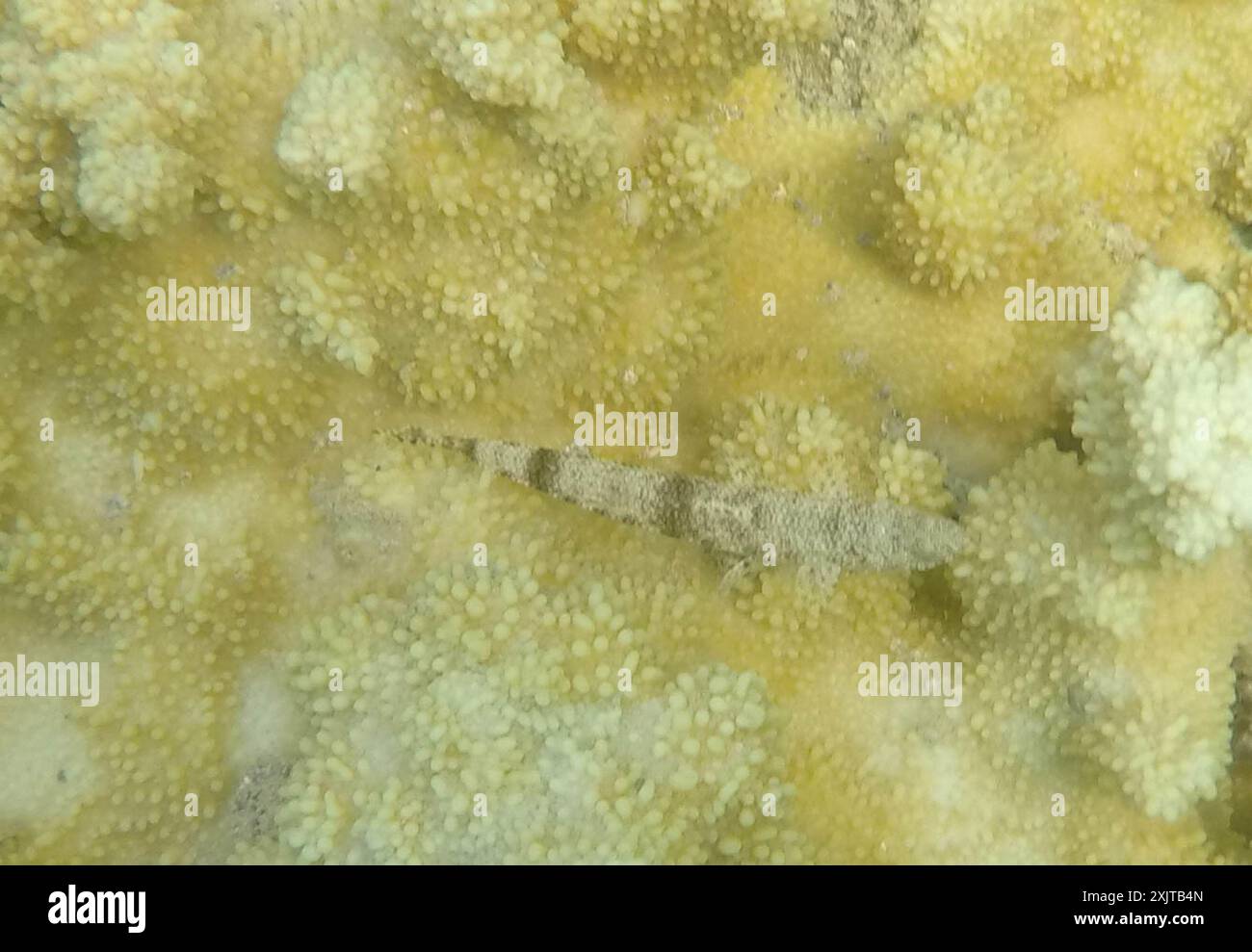 Hawaiian Lizardfish (Synodus ulae) Actinopterygii Stock Photo - Alamy