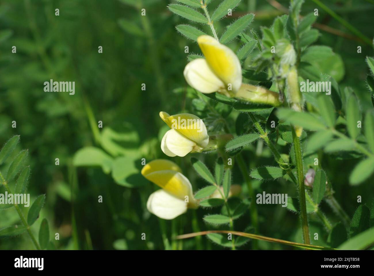 Hairy Yellow-vetch (Vicia hybrida) Plantae Stock Photo - Alamy